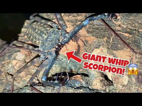 What is a Tailless Whip Scorpion!?