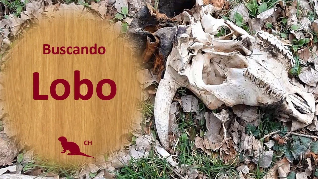 🌳 En busca del LOBO ibérico 🐺 El lobo iberico y su mundo 🚀 Mini Documental de lobos y otros ANIMALES