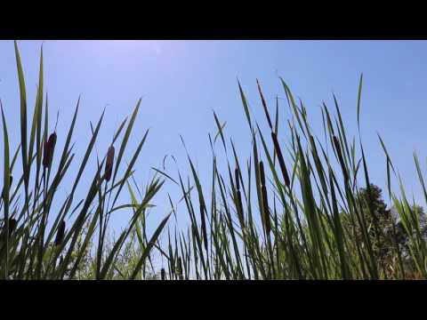 HD Cattails in Breeze Royalty Free Stock Footage