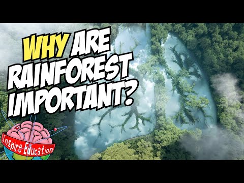 Why are rainforests important?