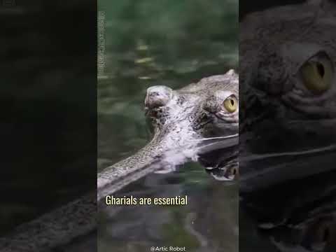 The Gharial | Rare species of croc family #crocodile #animals #nature
