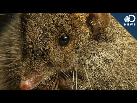 The Weirdest New Species Of 2014