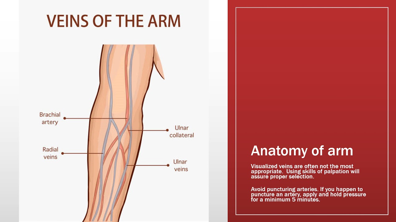 Phlebotomy powerpoint