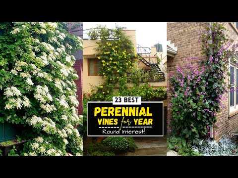 23 Best Perennial Vines For Year-Round Interest! | Climbing Plants
