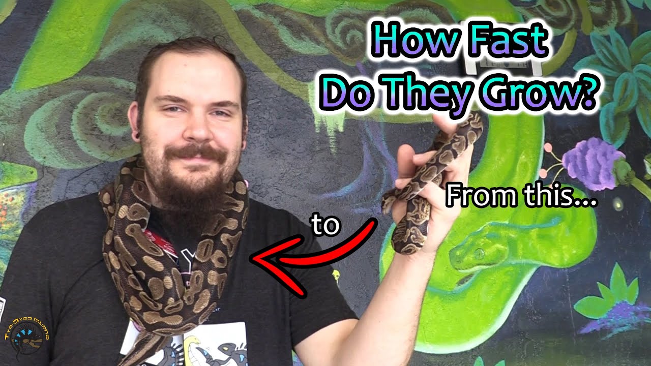 Just How Fast Do Ball Pythons Grow? 🐍