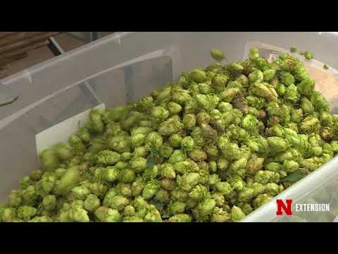 Hops Research Update