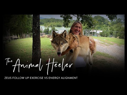 Zeus Follow Up: Exercise vs Energy Alignment - The Animal Heeler TV
