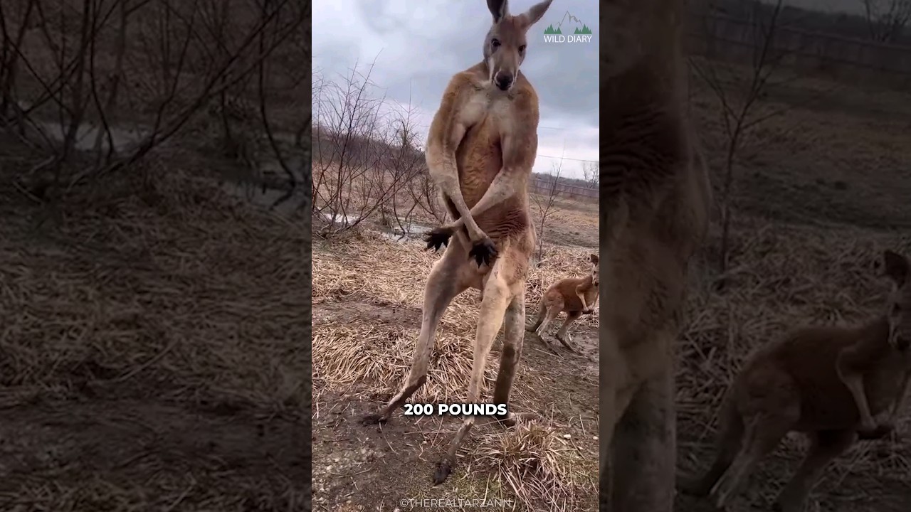 Kangaroo | The Australian Buff Boxers