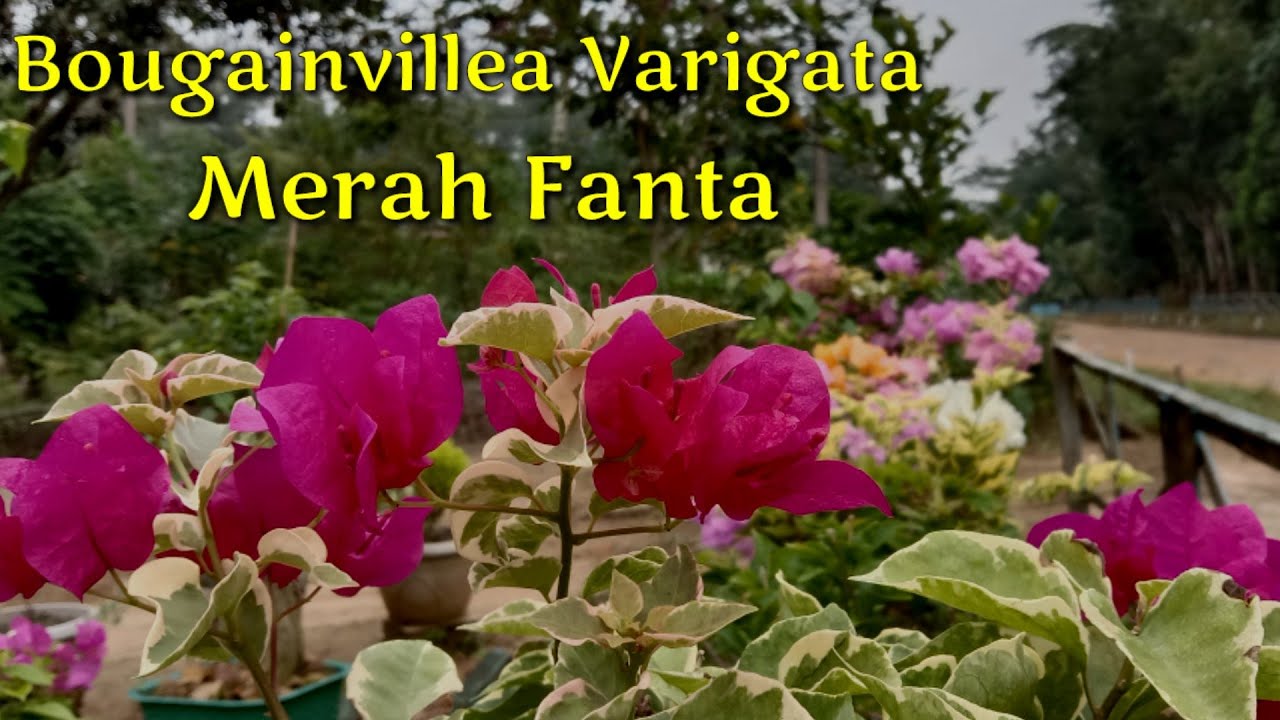 Kecantikan Bougainvillea Varigata Merah Fanta | Review Bunga Kertas Varigata Merah Fanta | Bogenvil