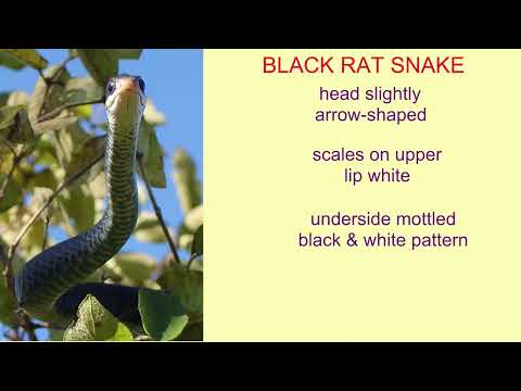 black racer vs black rat snake
