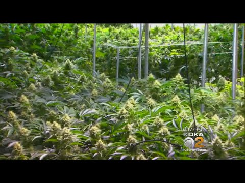 Pa. Attorney General Stands Up For State’s Medical Marijuana Law