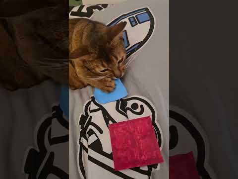 Maybe I'll make a series based on the squid game with Iris... #cat #abyssinians #funny #squidgame