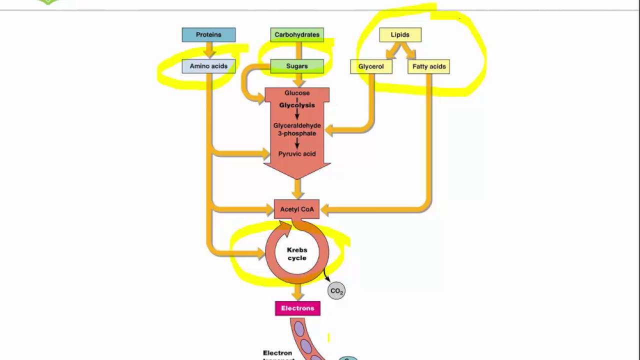 Intro to Organic Acid Testing  Part 1