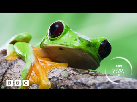 BBC reveals air date for Sir David Attenborough's Planet Earth III in ...