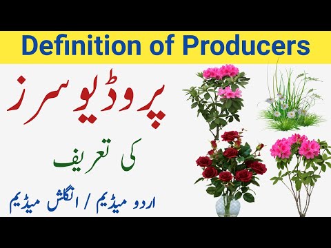 Definition of Producers | What is Producers | Meaning of Producer