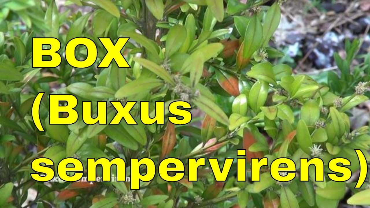 Buxus sempervirens - common box, European box or boxwood tree identification uk
