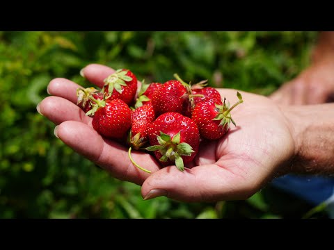 From Farm to You: Strawberries