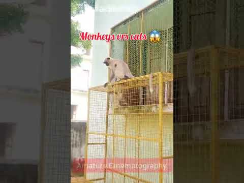 Monkeys vrs cats fight ๐ฑ