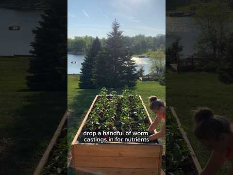 Planting peppers in a raised bed #peppers #plantingpeppers #gardening
