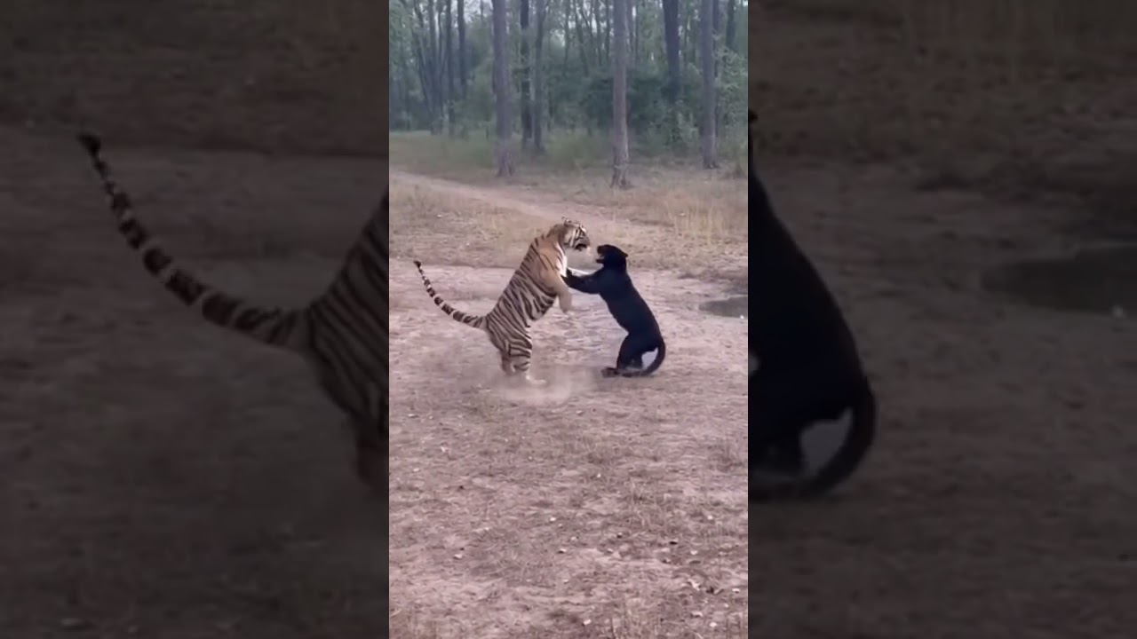 Black Panther vs Tiger – Clash of the Apex Predators #viral #BigCatBattle #animals #minicamera