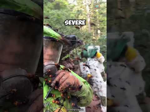 Facing Murder Hornets 🐝 Clearing a Giant Hornet Nest! #shorts