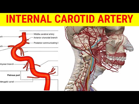 Internal Carotid Artery-segements and branches || Anatomy || MedCracker ||