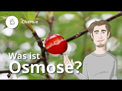 Osmose: Definition, Osmotischer Druck, Beispiele – Chemie | Duden Learnattack