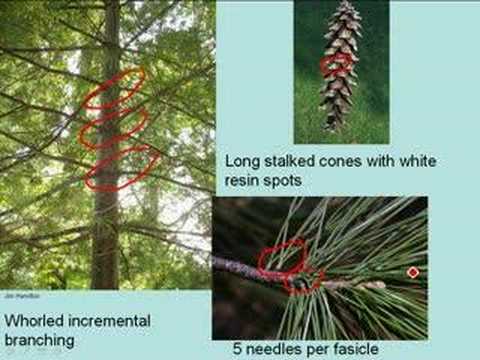 Eastern White Pine (Pinus Strobus)