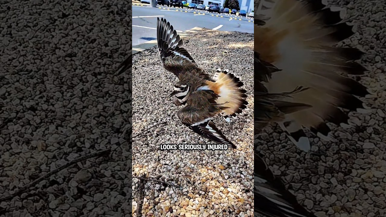 Who else tricks predators like this killdeer bird?