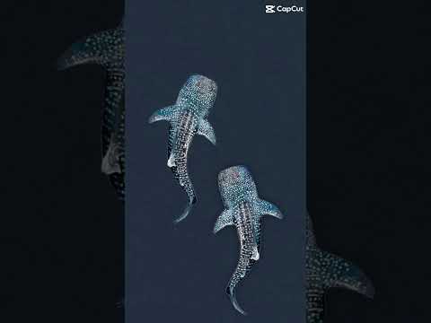 Shark wallpapers