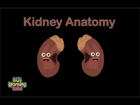 Human Body /Kidney Song/Human Body Systems