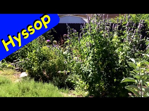 Anise Hyssop (GIANT)