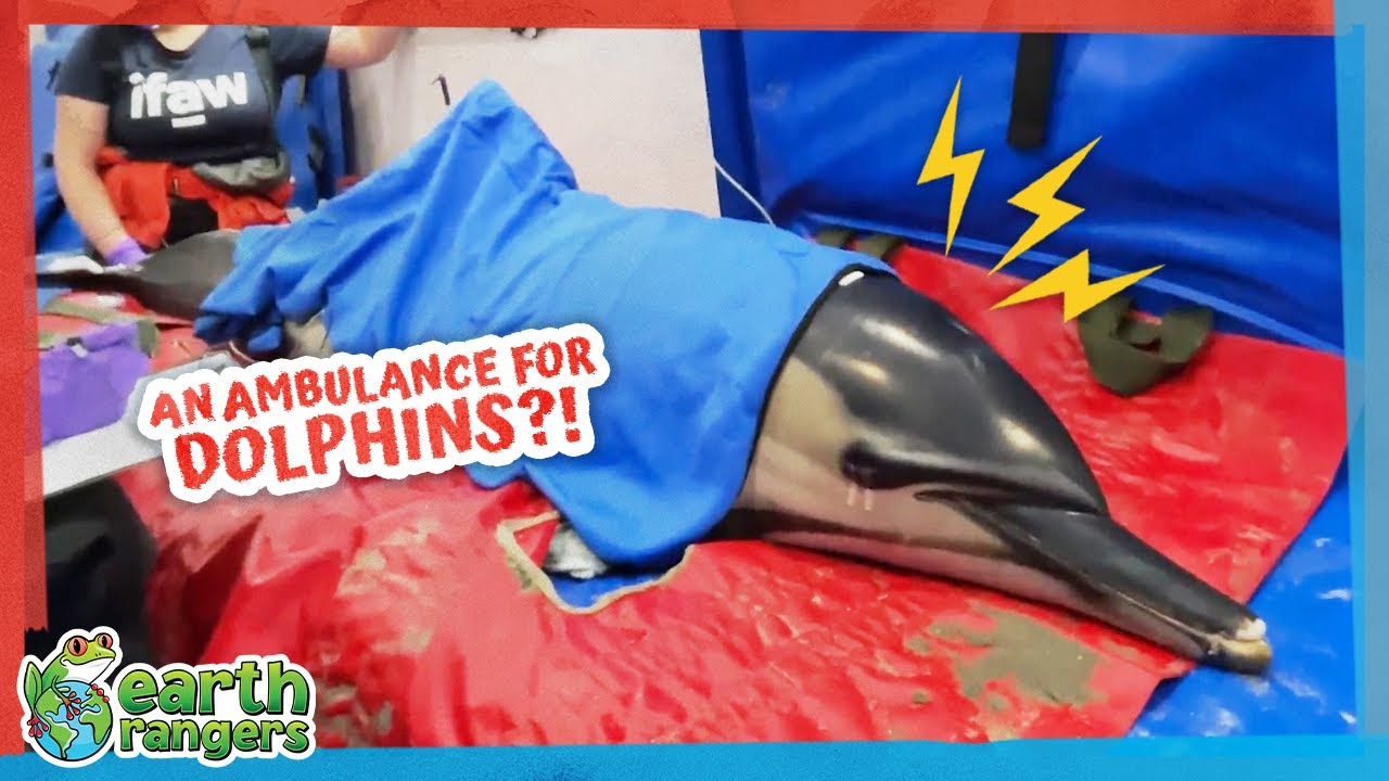 Heroes Rescue Dolphin Just in Time to Save His Life | Earth Rangers