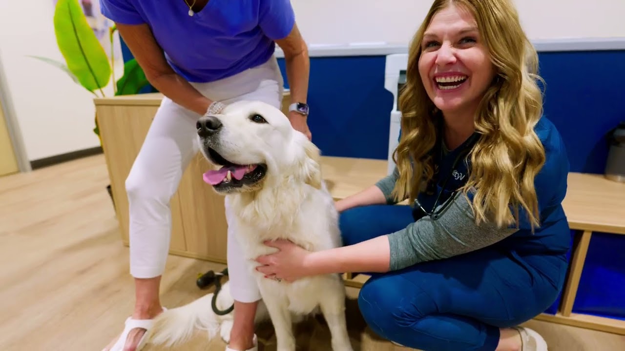 Owner vs Associate Differences at CityVet