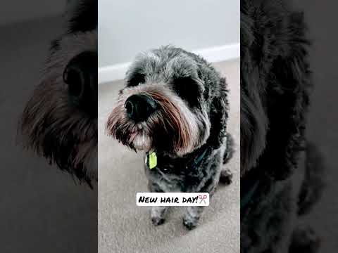 When a cute doodle gets even more handsome 🥰 #australianlabradoodle #cutedog #labradoodles