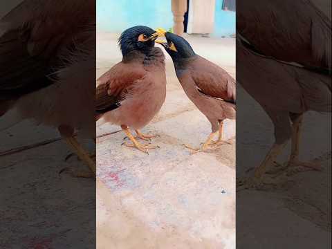 #Chirpy birds beautiful song and sounds.chirpy birds.