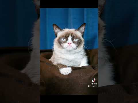 Top cutest grumpy cat and el Gato cat memes