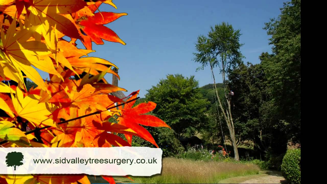 HD Timelapse beech tree dismantle - Sid Valley Tree Surgery