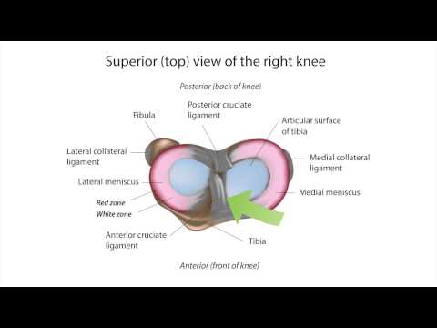 What is Anterior Cruciate Ligament ACL Injury with Dr. Ron Short
