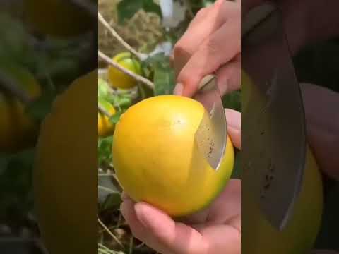 ⭐🍎STAR APPLE! #fruit #fruitcutting #starapple #yummy #sweet #delicious #viral #shorts #fyp #wow