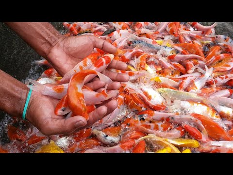 HOW TO CULTIVATE KOI FISH TO BIG QUICKLY PROVEN SUCCESSFUL! MUST TRY!!