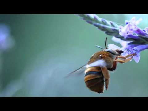 Le api e l’oboe – la regina gioiosa