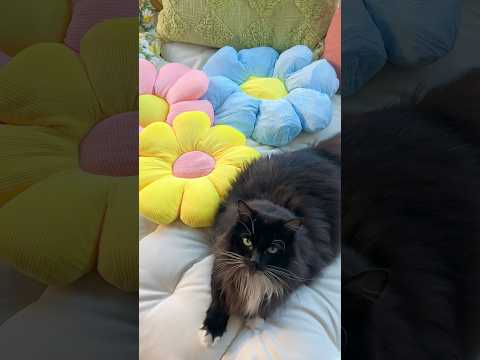 Cat Tree DIY: Part 2 🌼🐈⬛