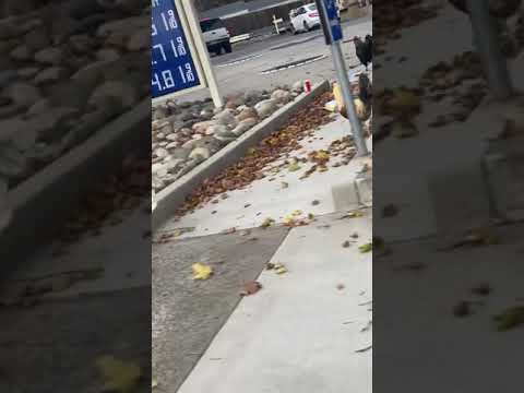 Roosters in the streets of Sacramento!! Wild!