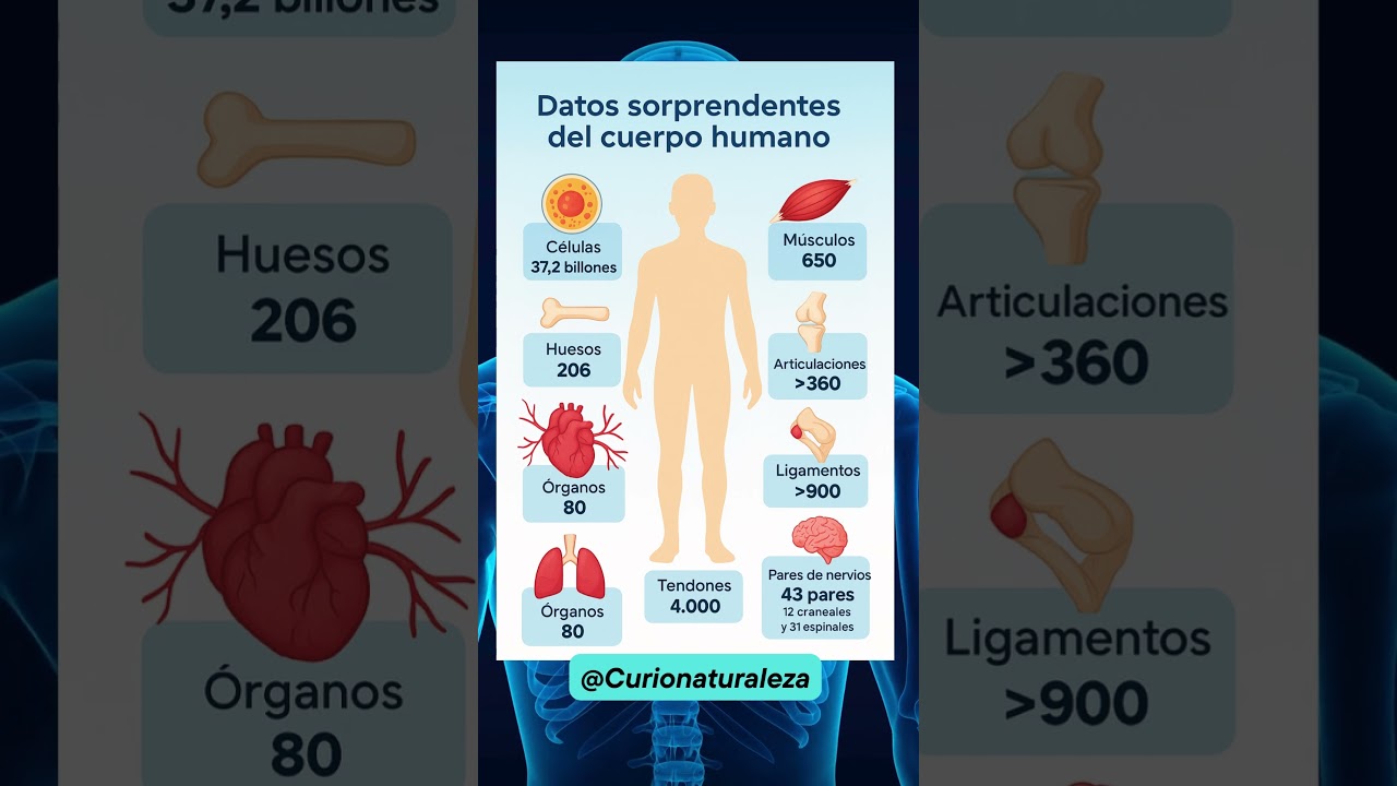 El cuerpo humano y sus partes #cuerpohumano #anatomia #datoscuriosos