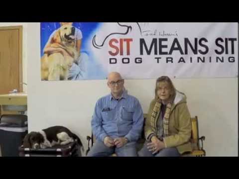 English Springer Spaniel Dog Training
