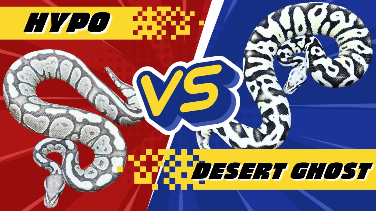 Hypo VS Desert Ghost! Which Recessive Gene Is Actually Better!?!?