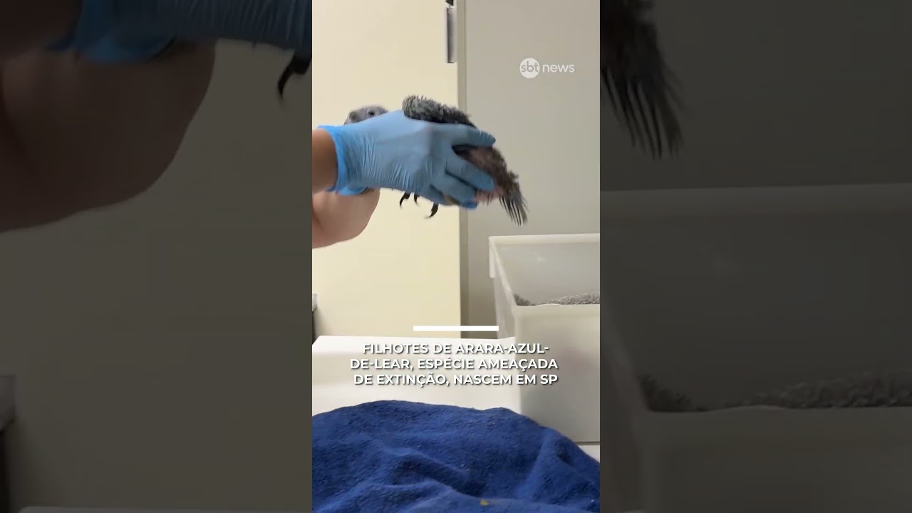 Filhotes de arara-azul-de-lear, espécie ameaçada de extinção, nascem em ...