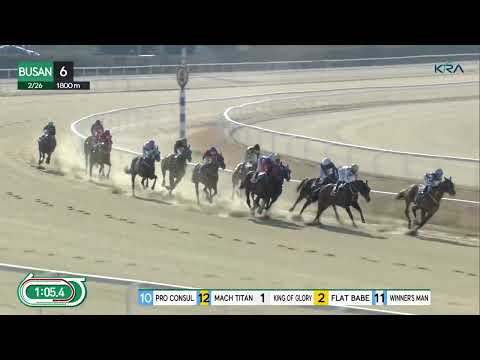 Mixed Fortunes for Korea Cup and Sprint Winners on 2023 Debuts | Horse ...