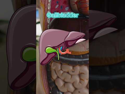 Expand Your Vocabulary Mastery: GALLBLADDER - MEDICAL DEFINITION